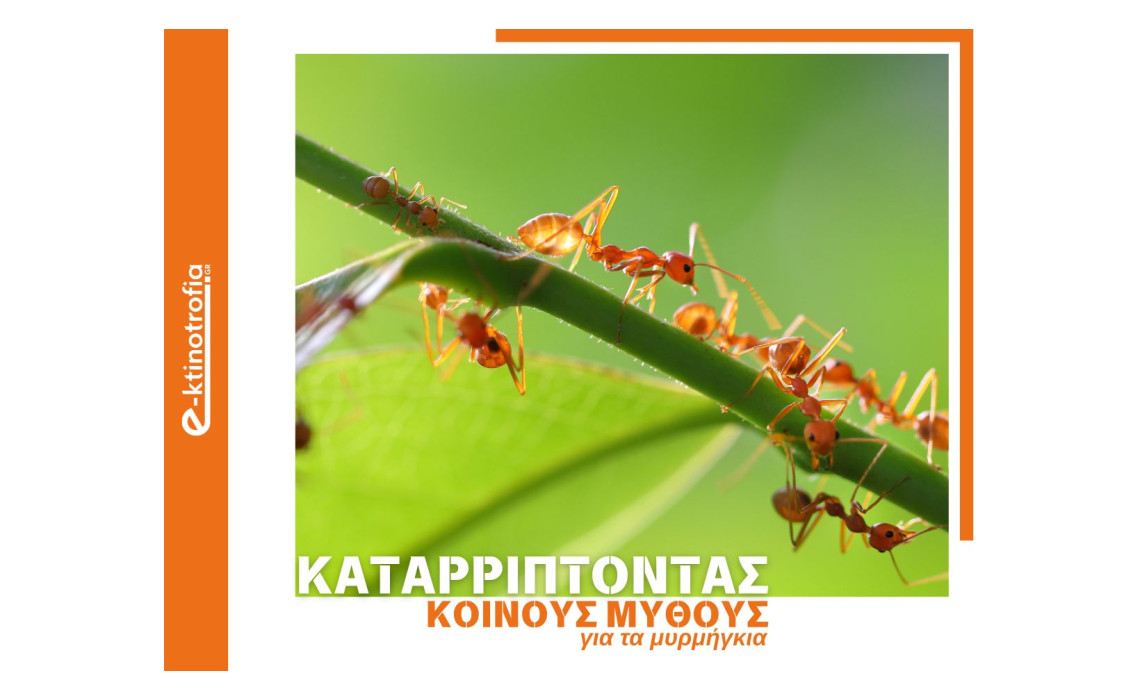 Καταρρίπτοντας κοινούς μύθους για τα μυρμήγκια
