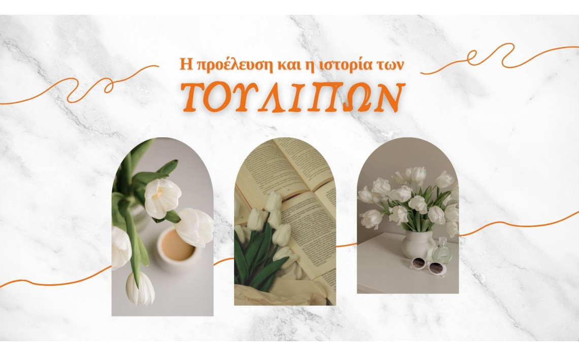 Τουλίπες: Η προέλευση και η ιστορία τους