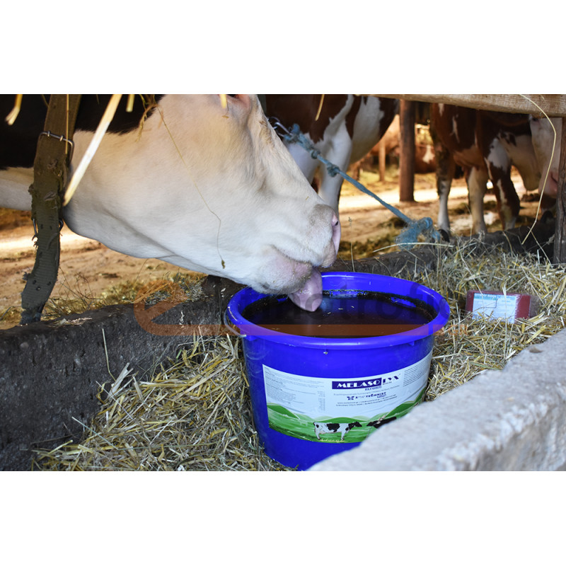 Melasolyx Ruminant - Ενεργειακός κουβάς λείξεως Μελάσας για Βοοειδή